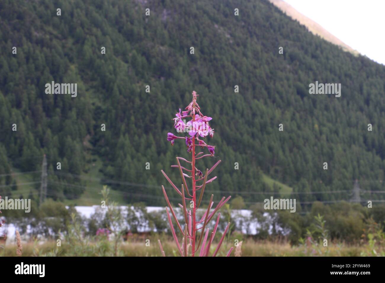 A closeup shot of a Blooming Sally flower Stock Photo - Alamy