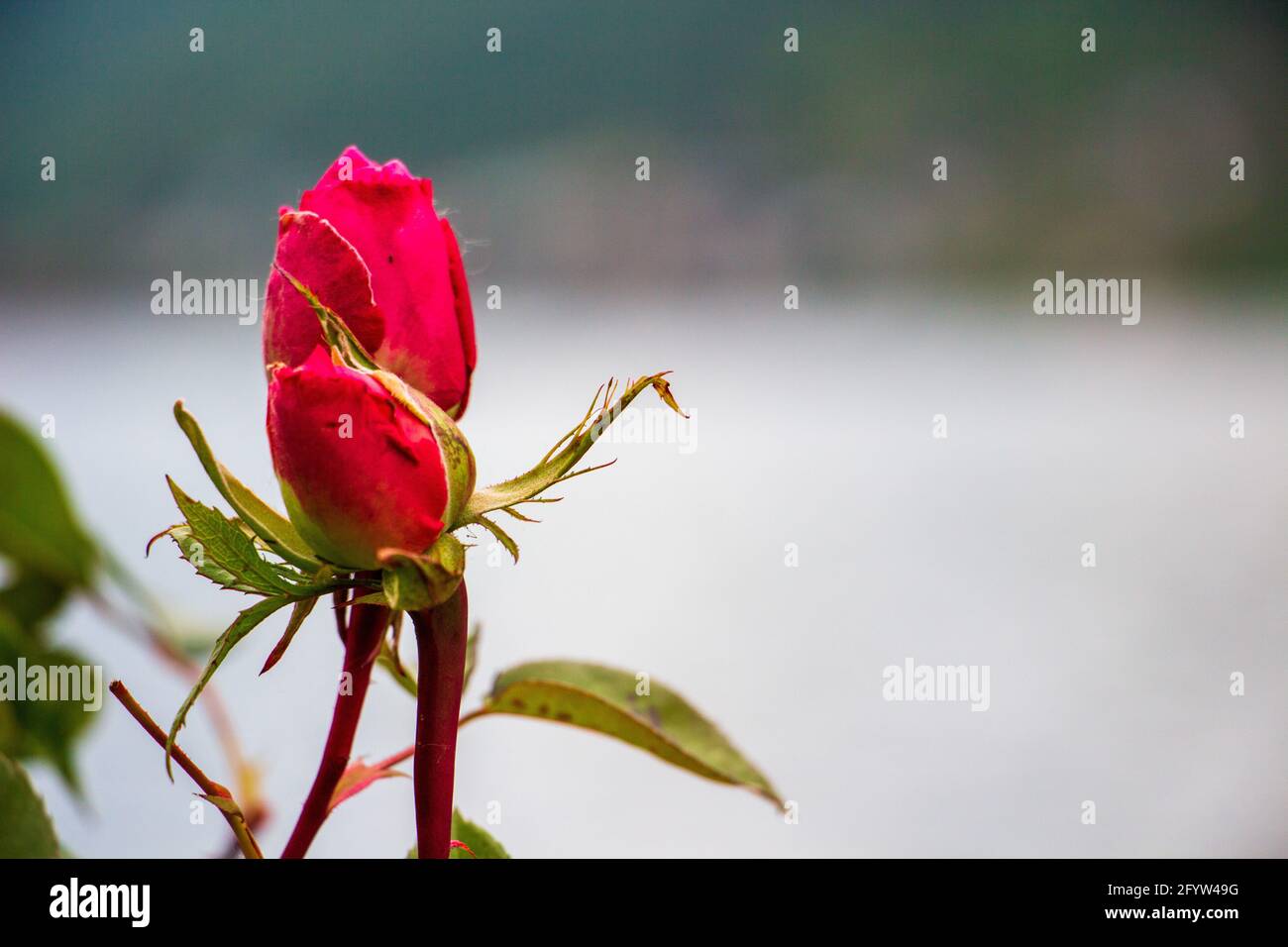 A closeup shot of a pink rosebud with blurred background Stock Photo ...