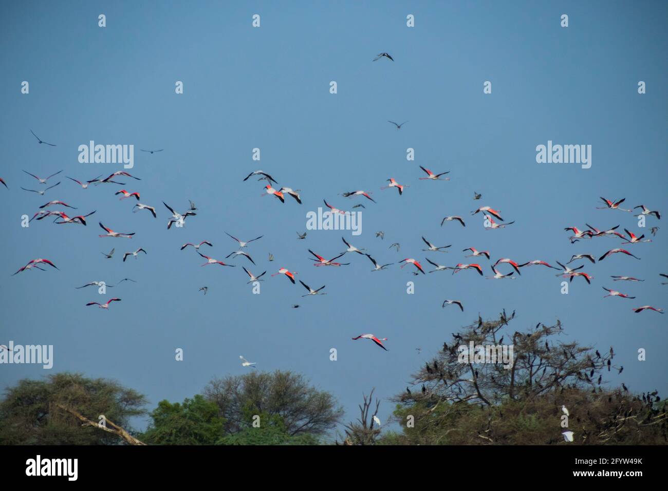 Colorful feathers flying hi-res stock photography and images - Alamy