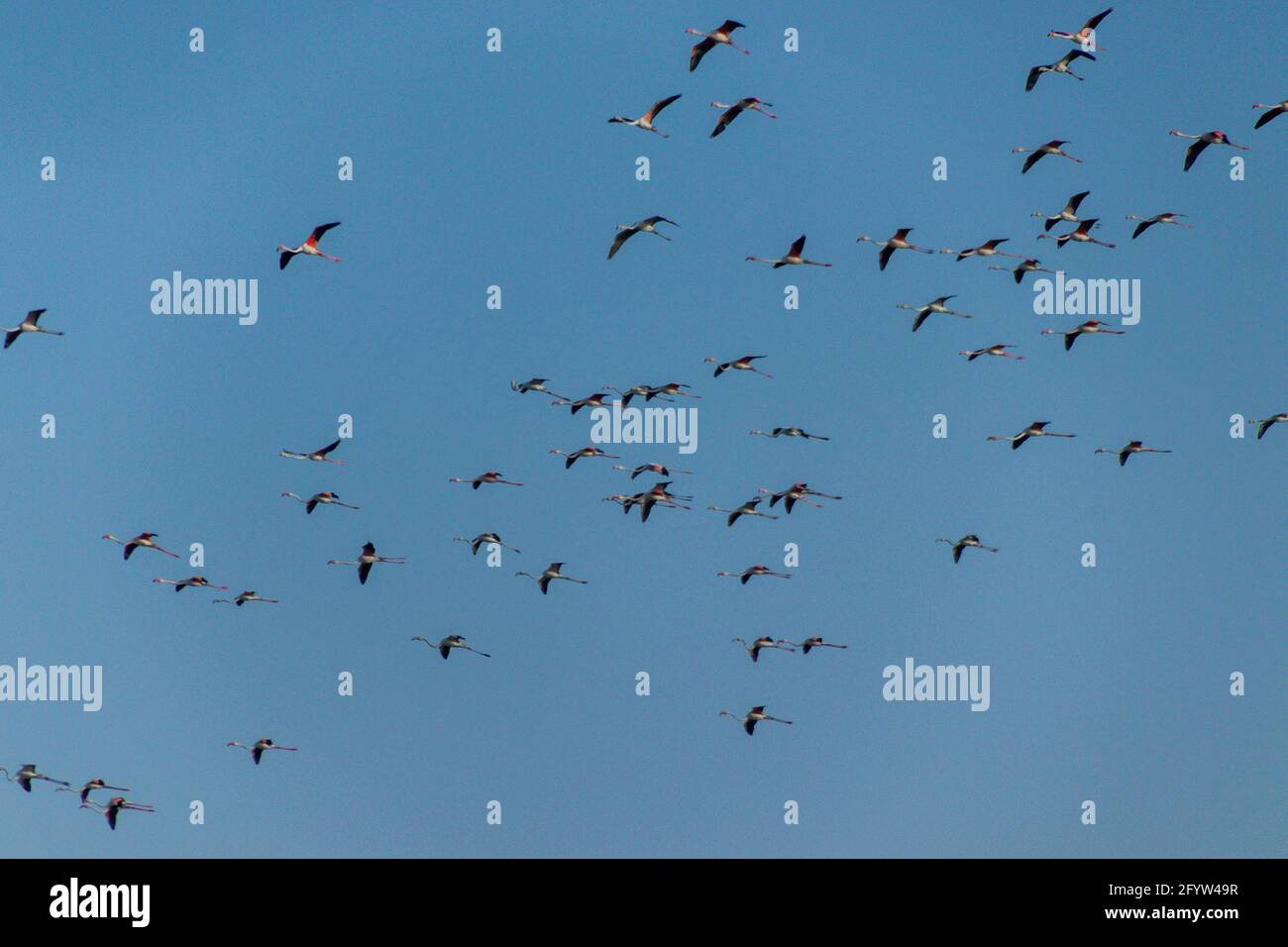 Flock flamingo flying formation hi-res stock photography and images - Alamy