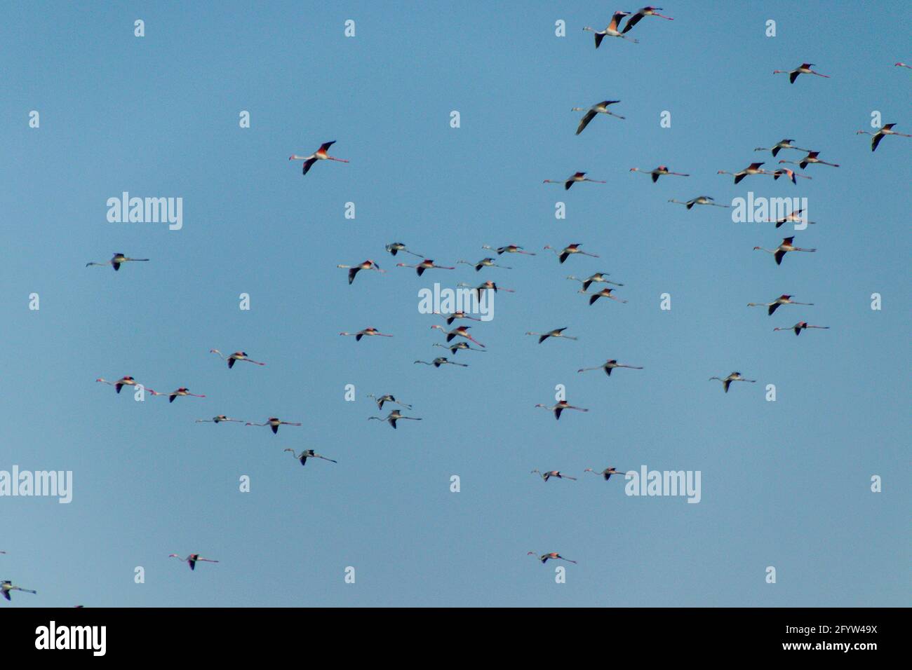 Flock flamingo flying formation hi-res stock photography and images - Alamy