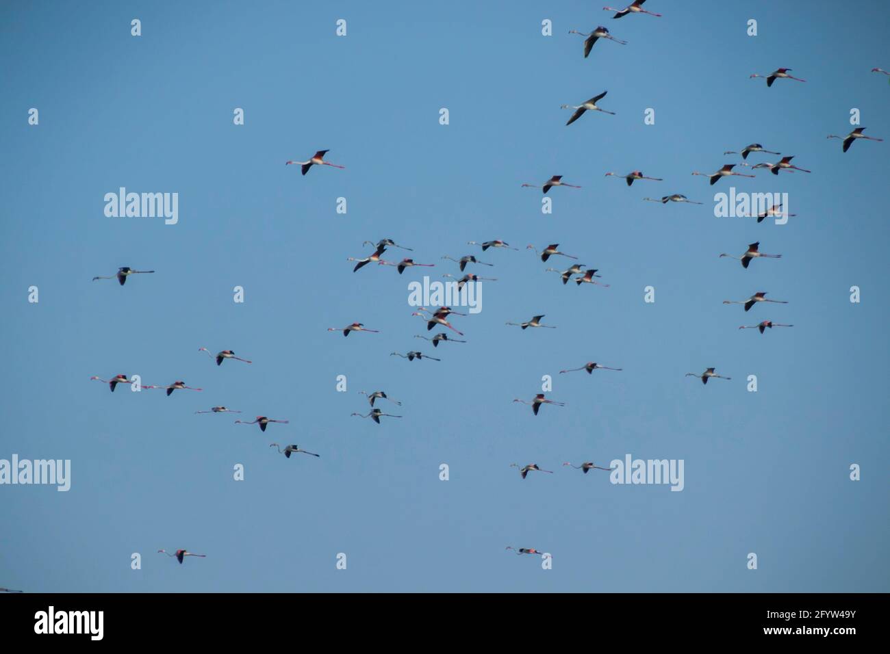 Flamingos flying in formation Stock Photo - Alamy
