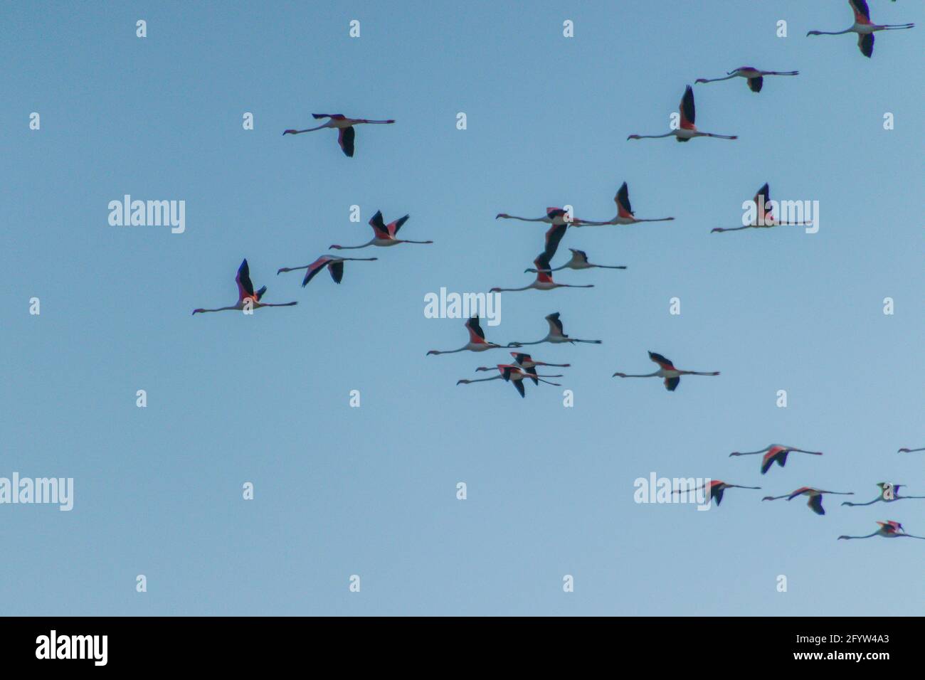 Flock flamingo flying formation hi-res stock photography and images - Alamy