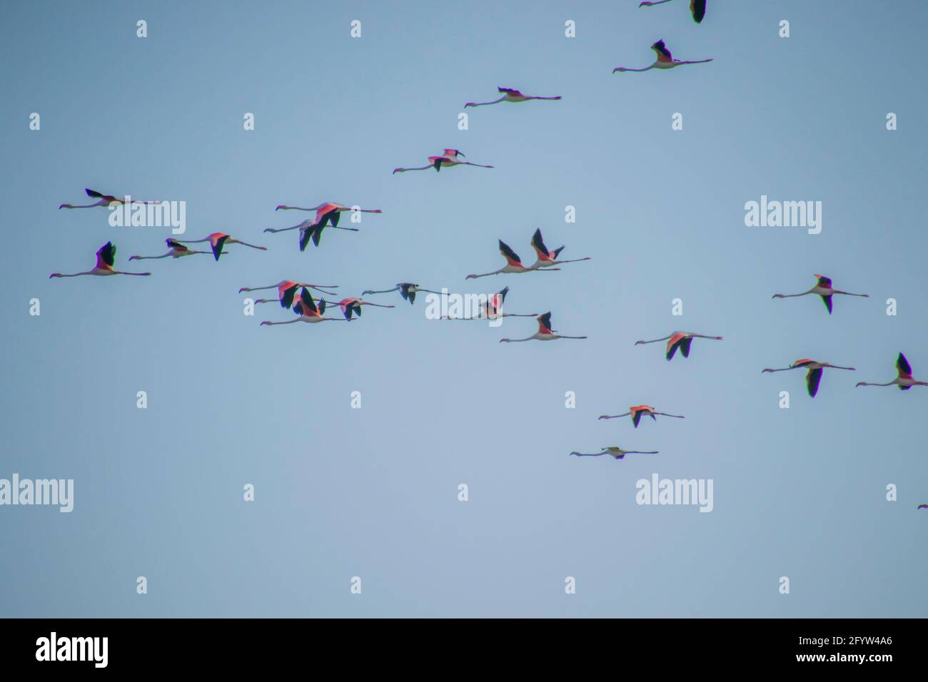 Flamingos flying in formation Stock Photo - Alamy