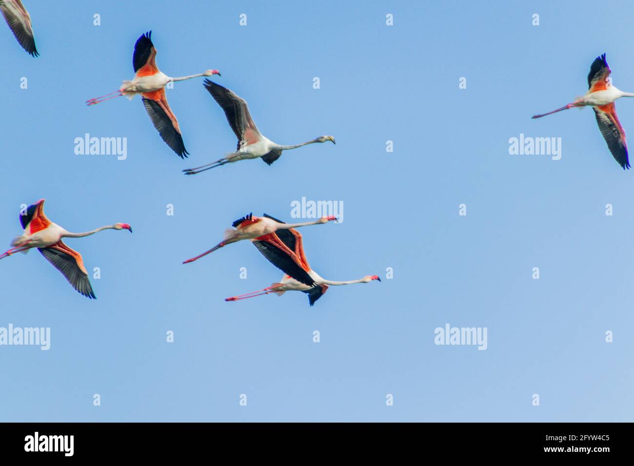 Flock flamingo flying formation hi-res stock photography and images - Alamy