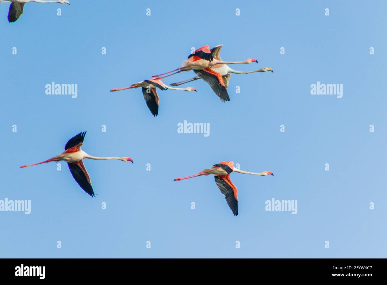 Flamingos flying in formation Stock Photo - Alamy
