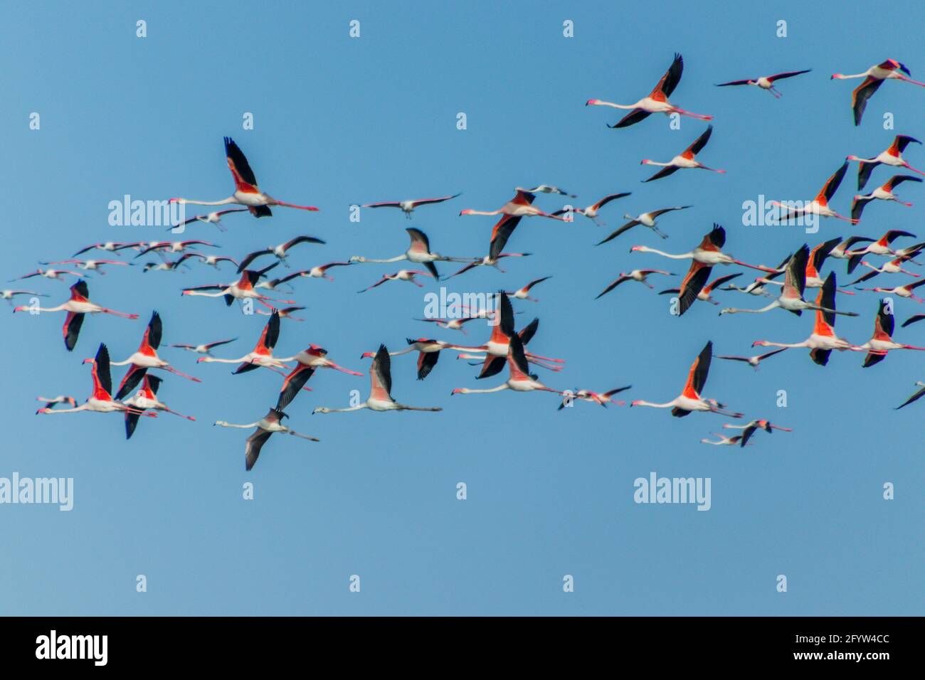 Flamingos flying in formation Stock Photo - Alamy