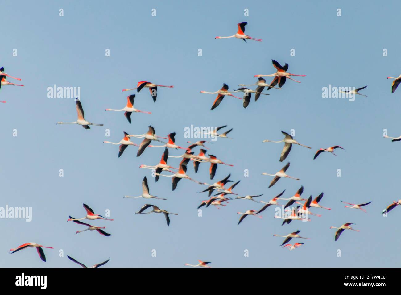 Flamingos flying in formation Stock Photo - Alamy