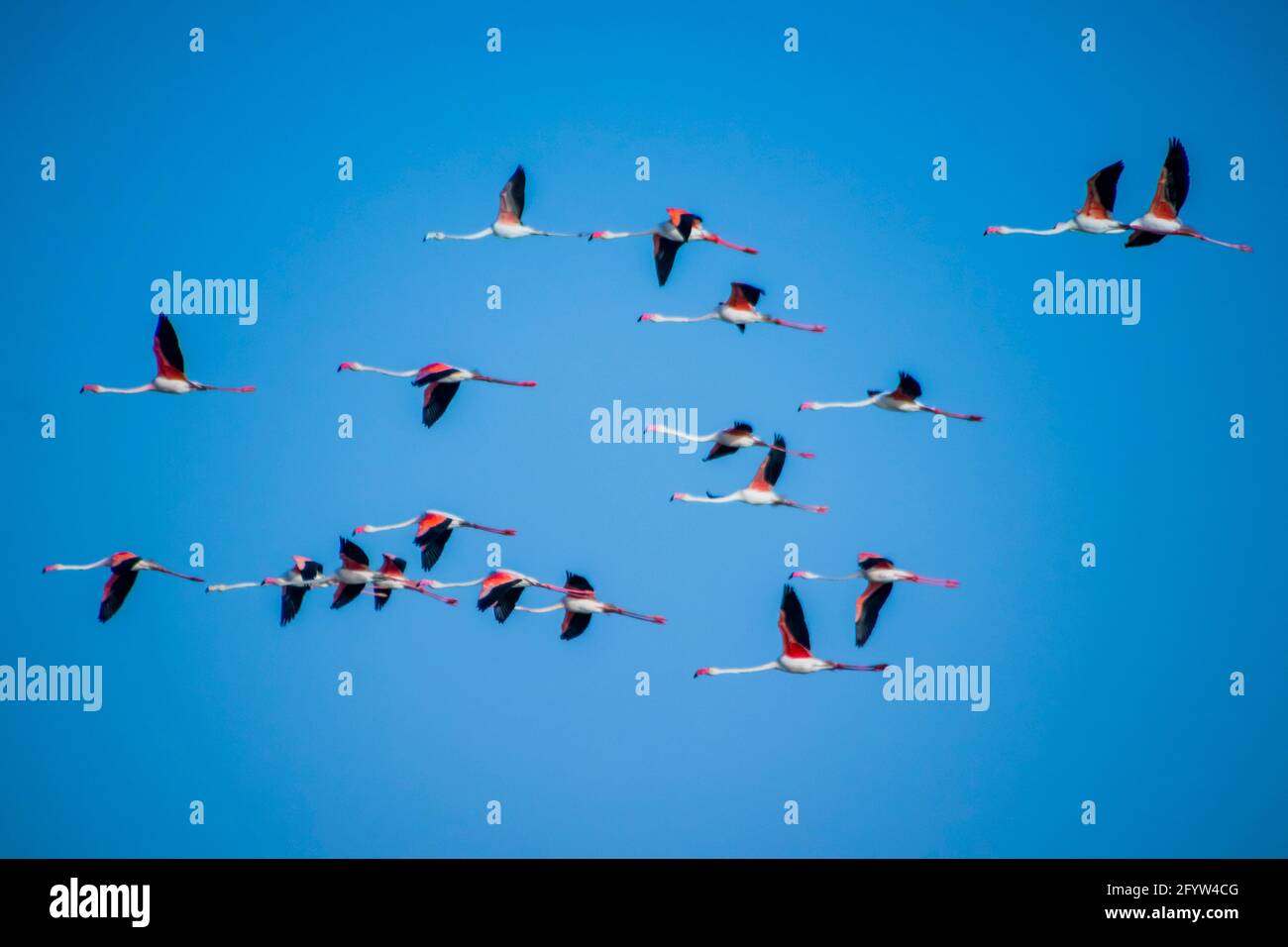 Flock flamingo flying formation hi-res stock photography and images - Alamy