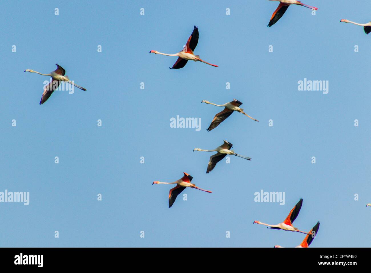 Flock flamingo flying formation hi-res stock photography and images - Alamy