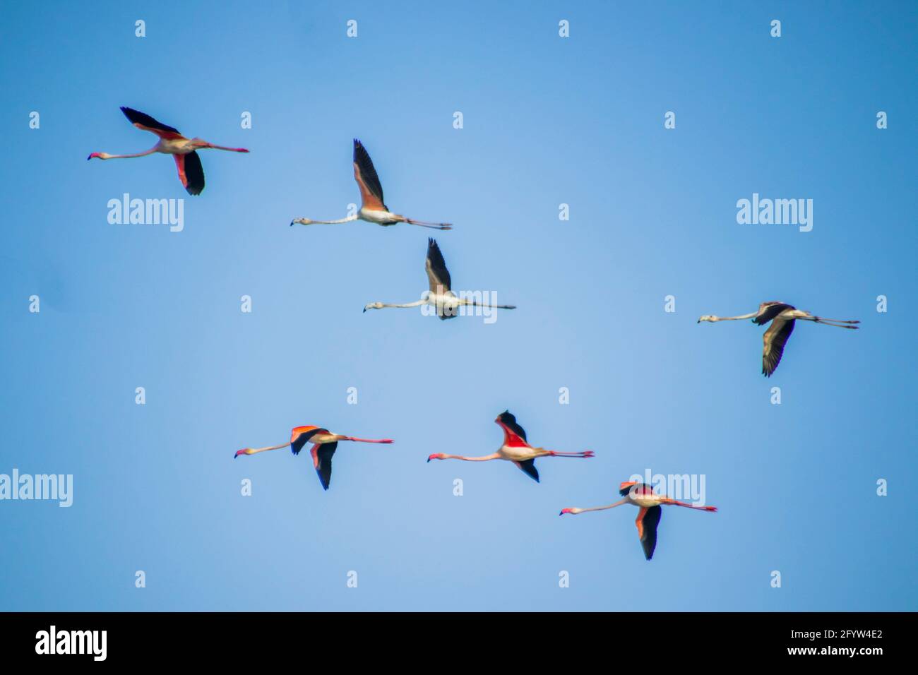 Flying feathers hi-res stock photography and images - Alamy