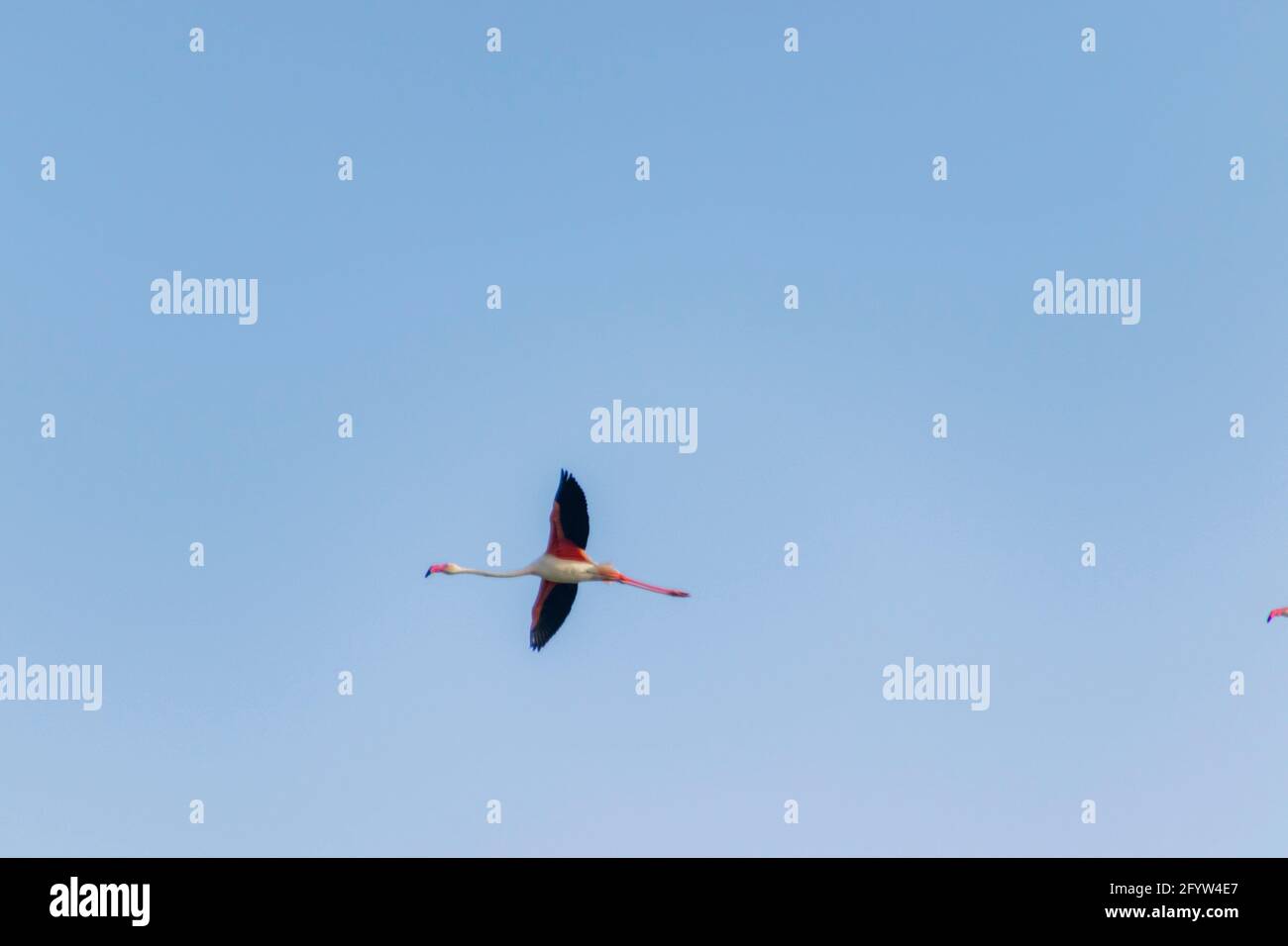 Flamingos flying in formation Stock Photo - Alamy
