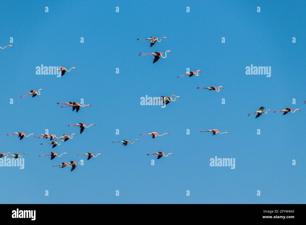 Flock flamingo flying formation hi-res stock photography and images - Alamy