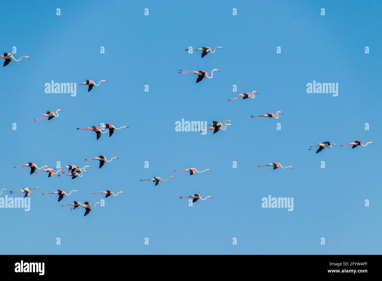 Flock flamingo flying formation hi-res stock photography and images - Alamy