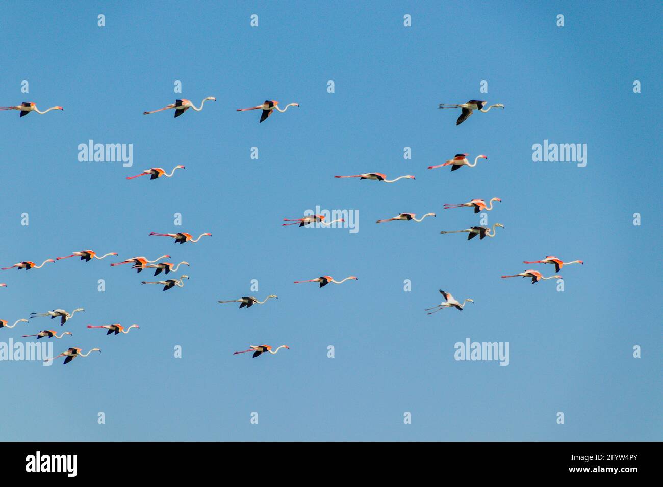 Flock flamingo flying formation hi-res stock photography and images - Alamy