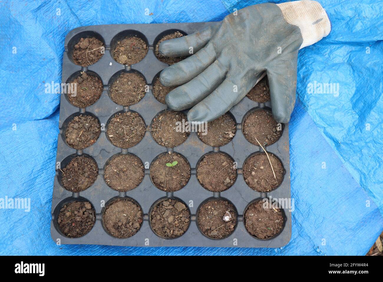 Cells of growing tray filled with soil and hand gloves on top of tray ...