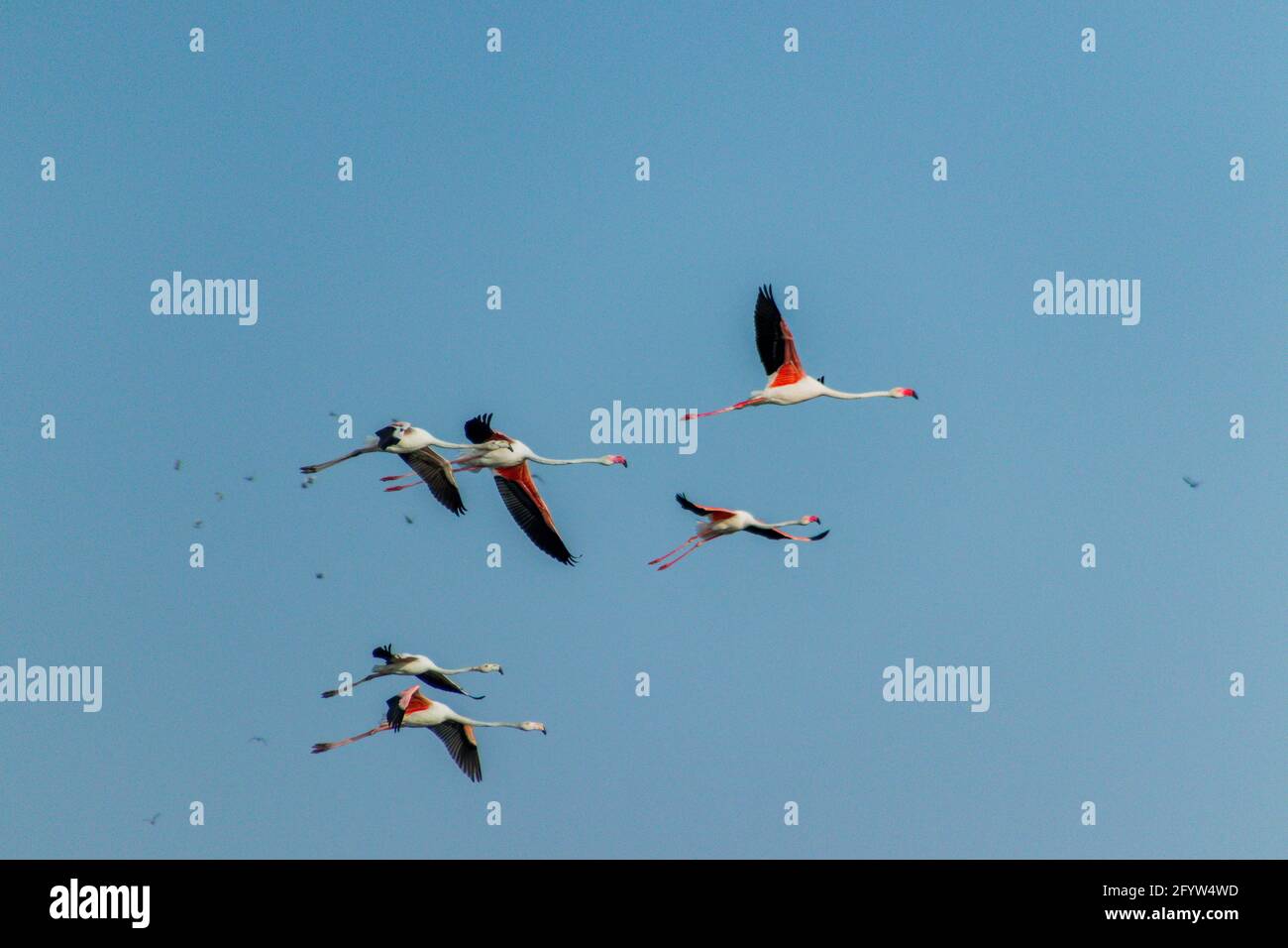 Flamingo in its habitat hi-res stock photography and images - Alamy