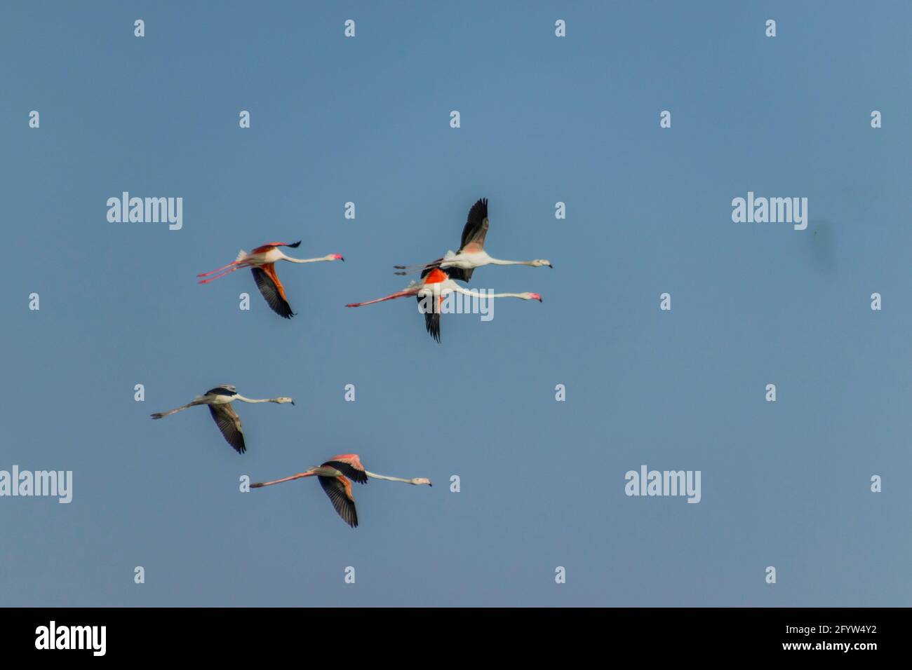 Flock flamingo flying formation hi-res stock photography and images - Alamy
