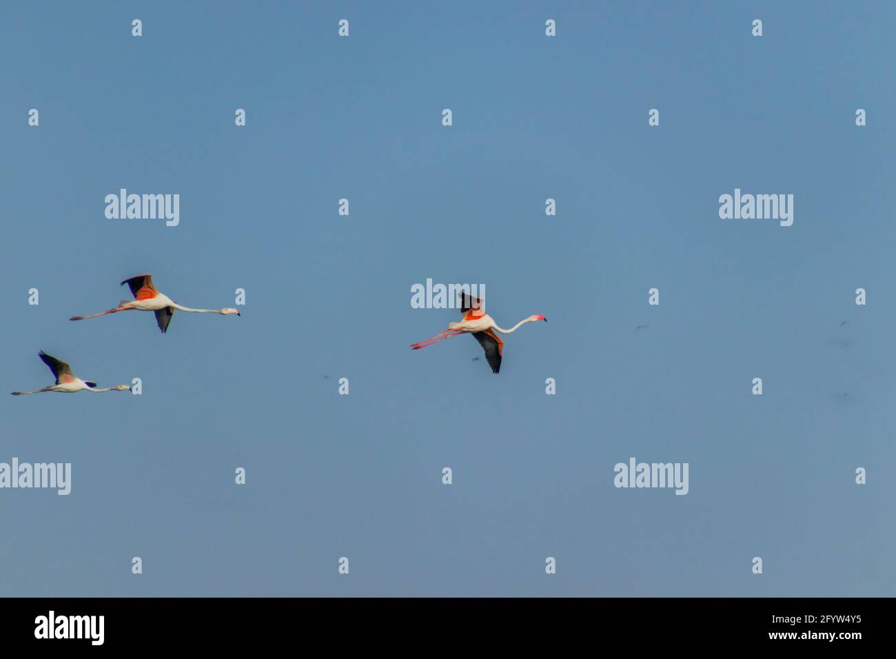 Flock flamingo flying formation hi-res stock photography and images - Alamy