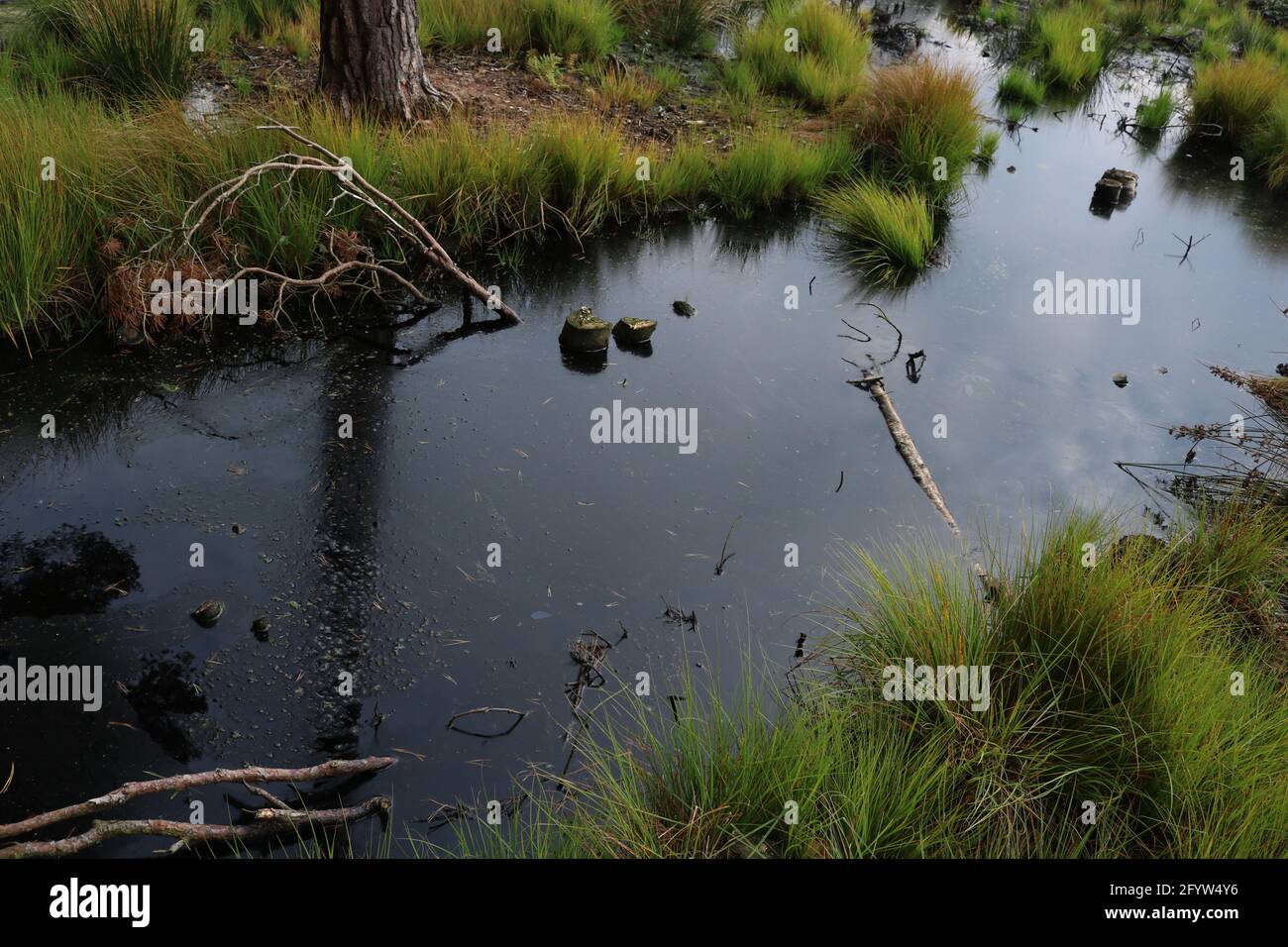 River scene at Delamere Forest, Cheshire, UK Stock Photo - Alamy