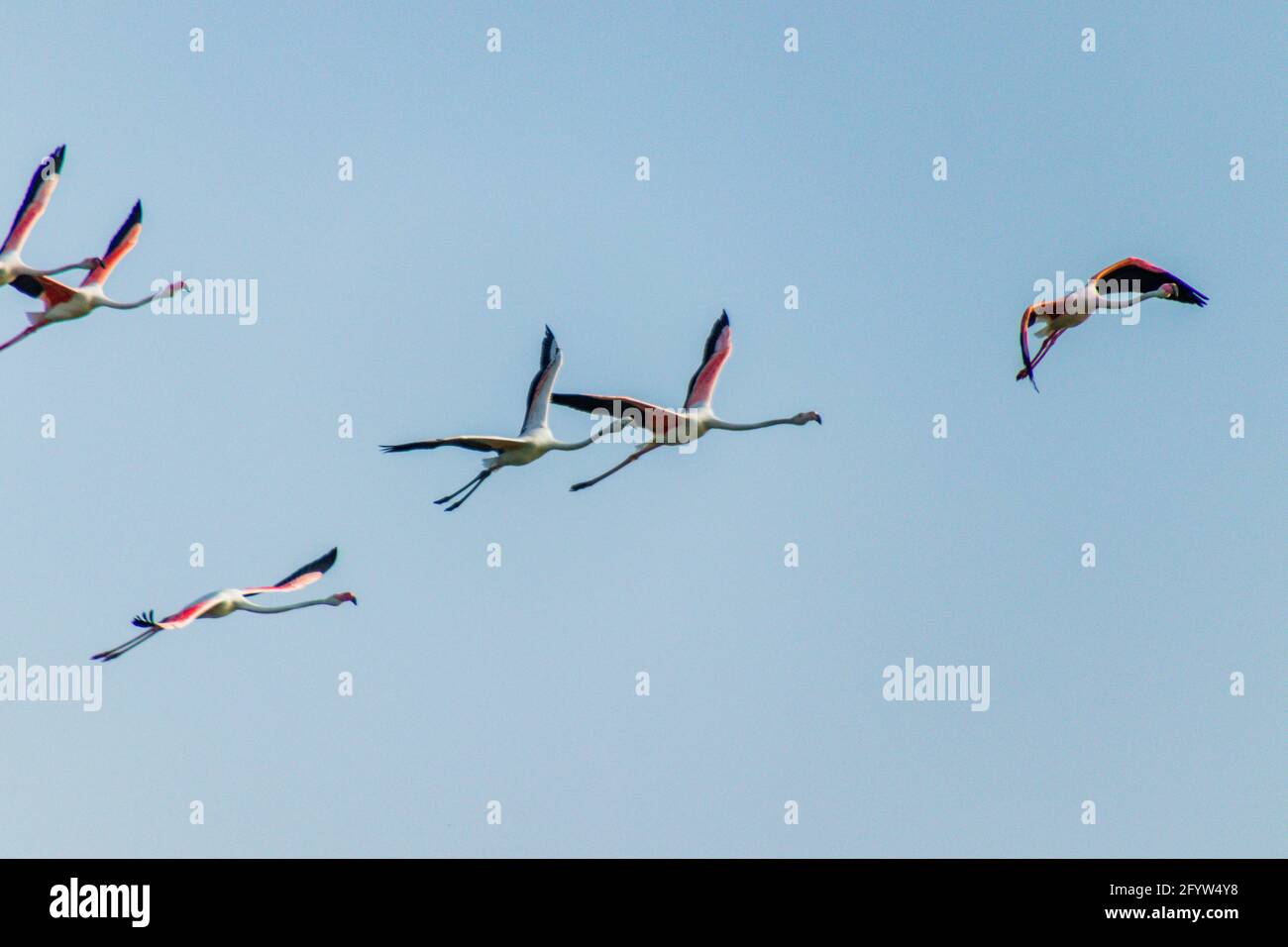 Flock flamingo flying formation hi-res stock photography and images - Alamy