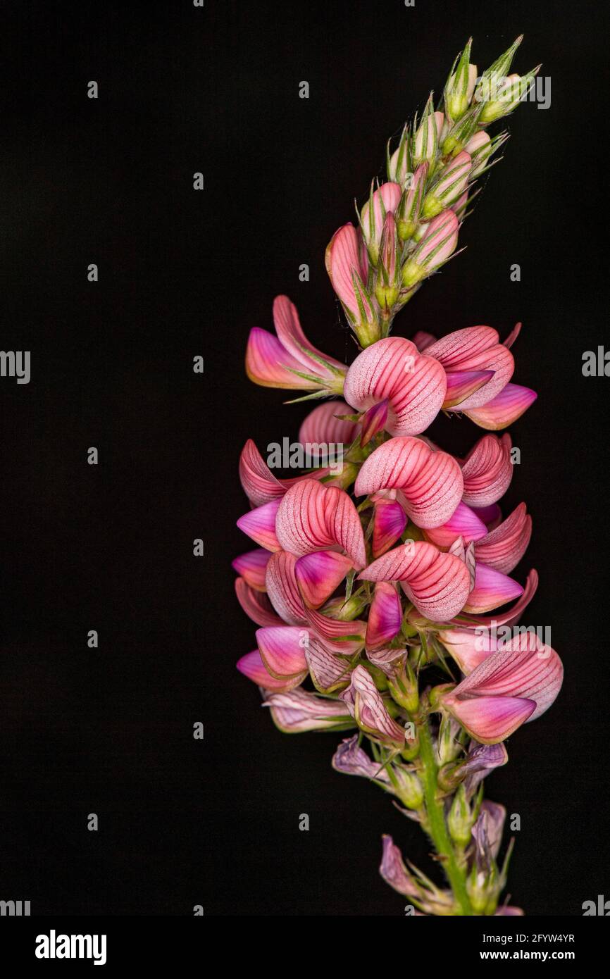 O. sativa or common sainfoin (Onobrychis viciifolia) Photo: Ola ...