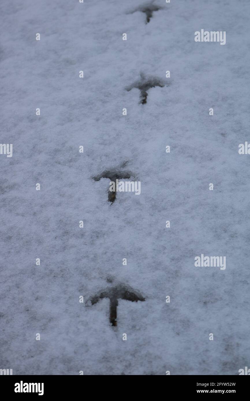 Bird footprints in the snow Stock Photo - Alamy