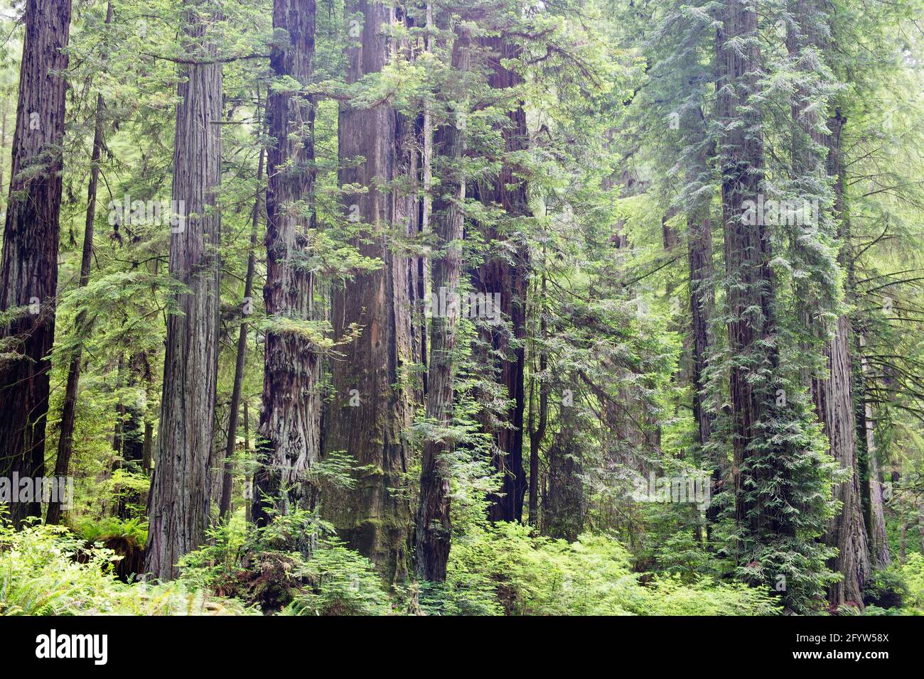 Coastal Redwood forest (Sequoia sempervirens) Redwood National Park ...