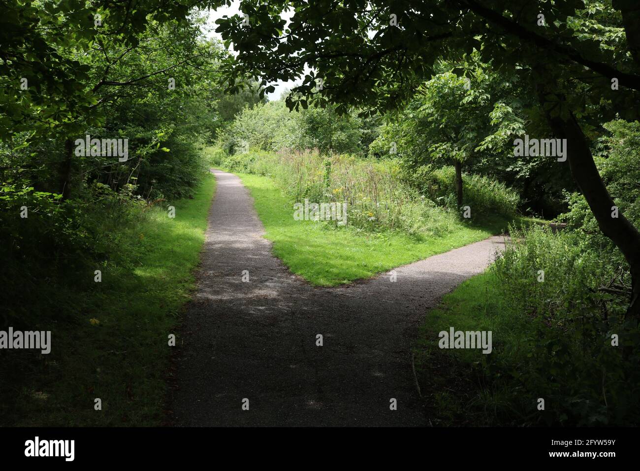 A fork in the road on a woodland path Stock Photo - Alamy