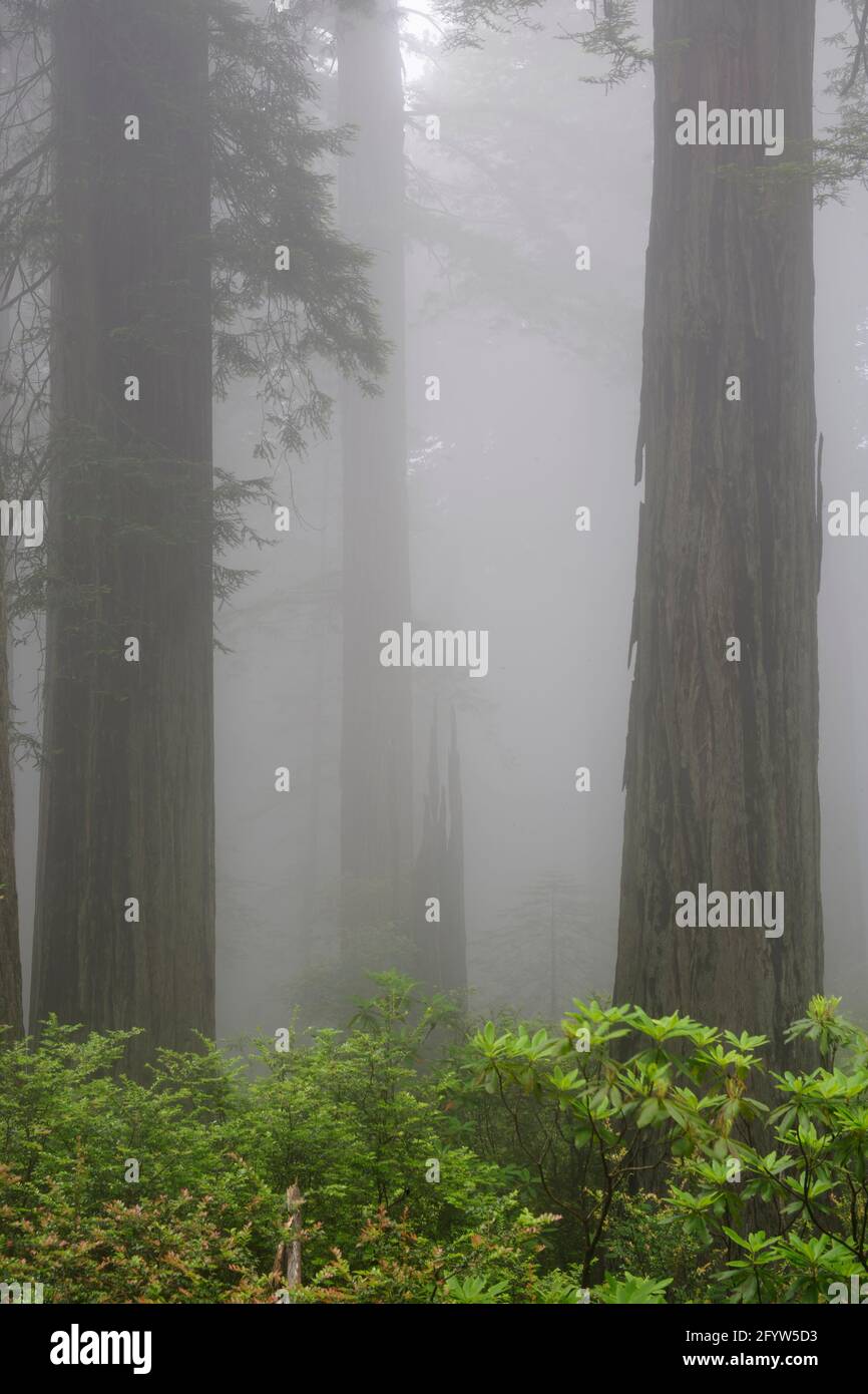 Coastal Redwood forest in fog (Sequoia sempervirens) Redwood National ...