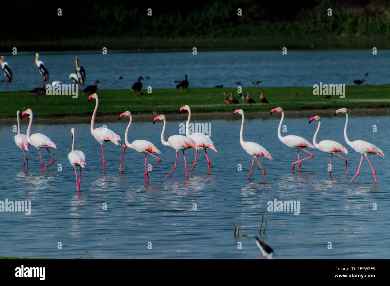 Flock of Flamingos at Thol lake Stock Photo - Alamy