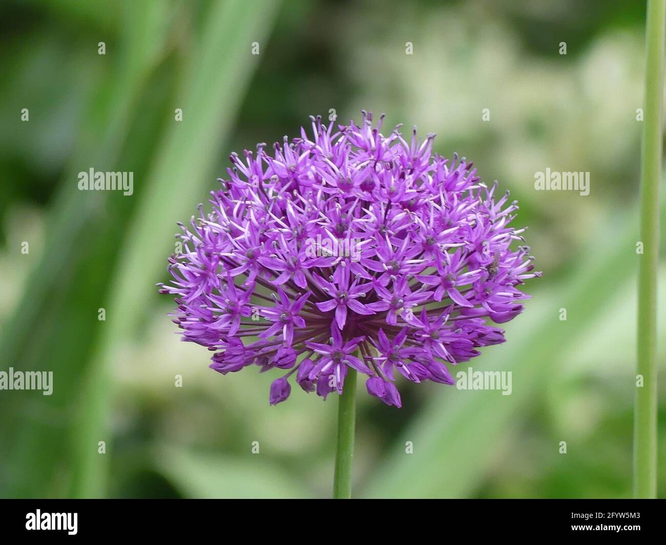 A single allium flower in the blurred background Stock Photo - Alamy