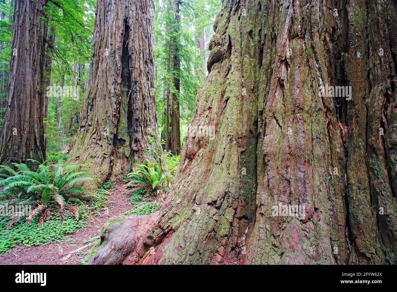 Coastal Redwood forest - Stout Grove (Sequoia sempervirens) Redwood ...