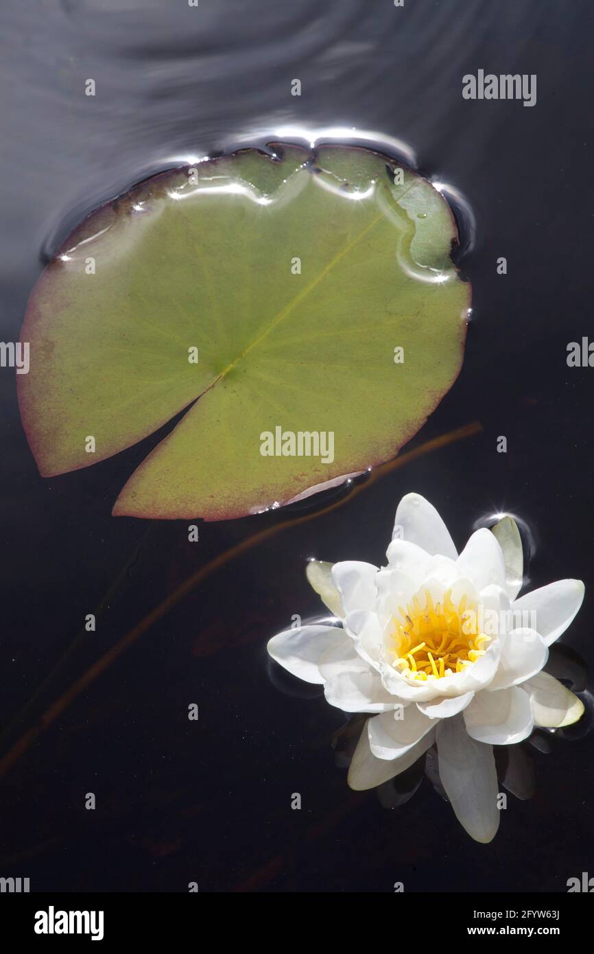 Water lily nymphea alba hi-res stock photography and images - Alamy