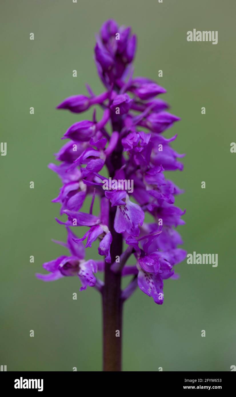 Early purple orchid (Orchis macula) Photo: Anders Good / TT / code 2343 ...
