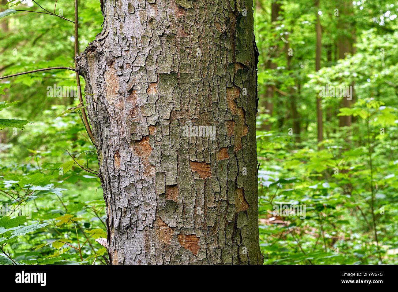 Trunk of a sycamore maple with a typical bark (Acer pseudoplatanus ...