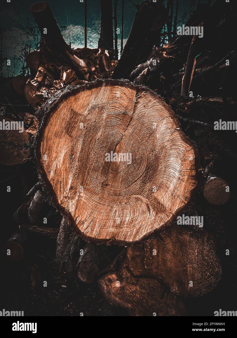 The top view of the tree stump Stock Photo - Alamy