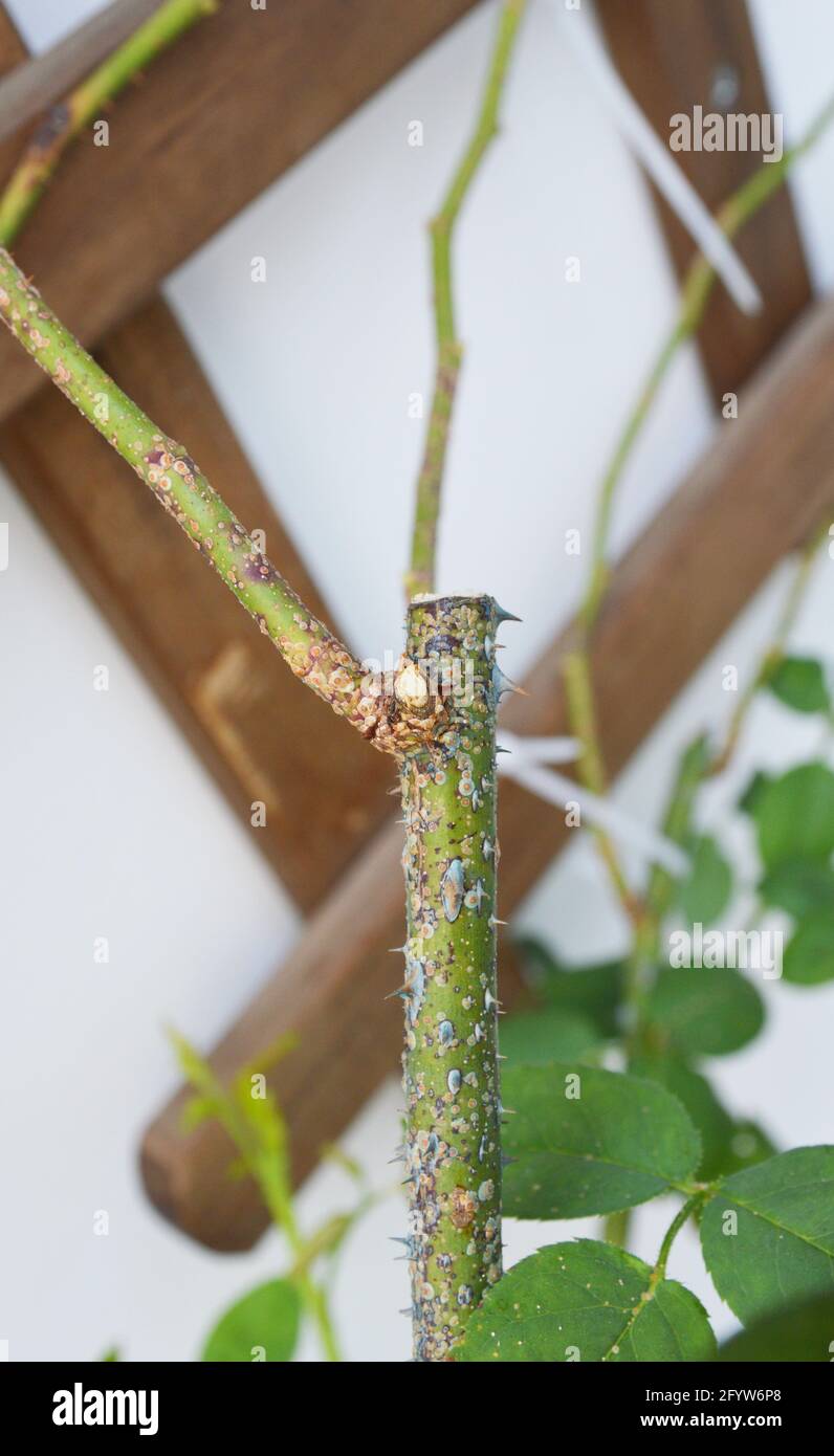 Scale insect control hi-res stock photography and images - Alamy