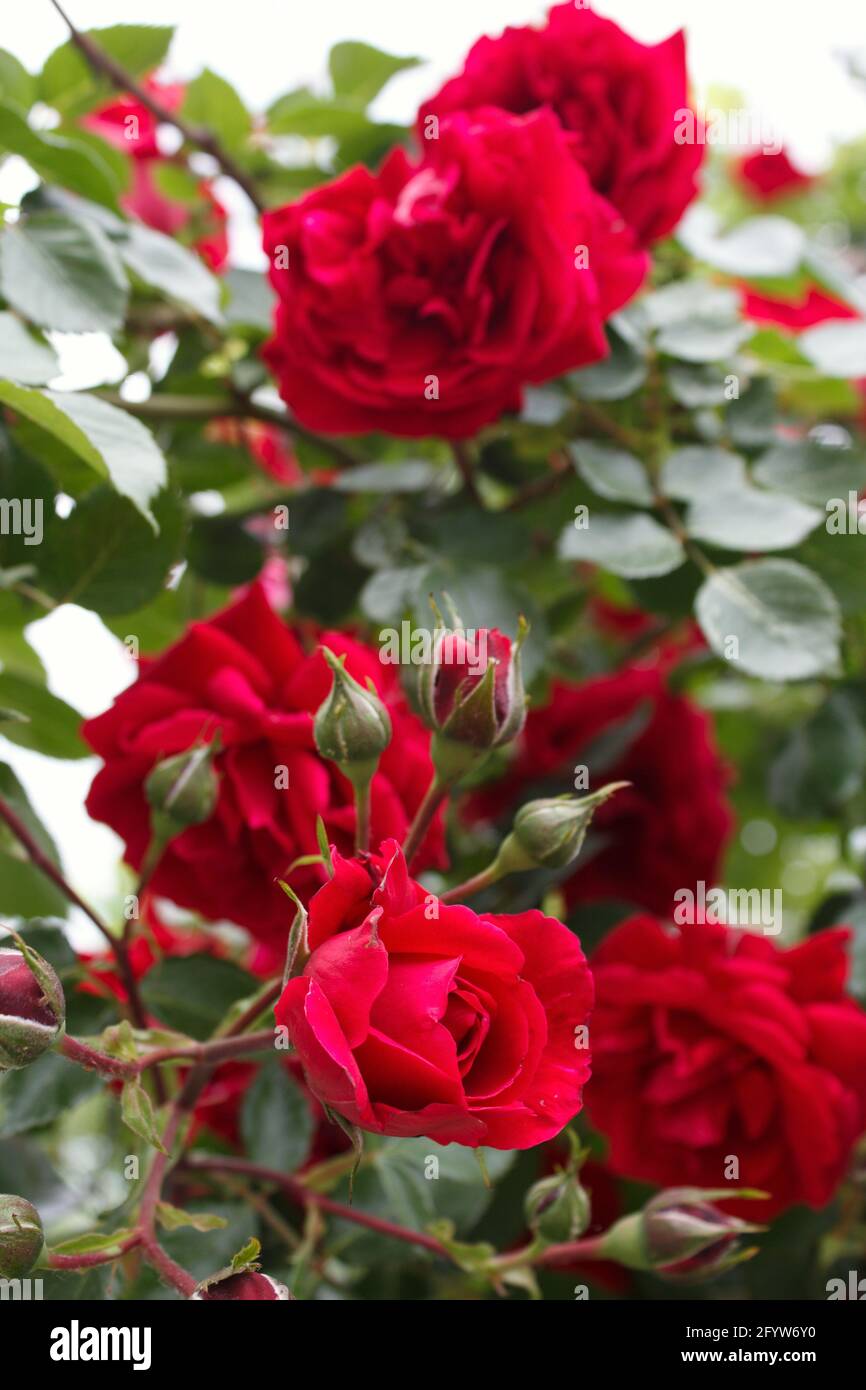 Beautiful red rose bush in garden. Rose flowers background Stock Photo ...