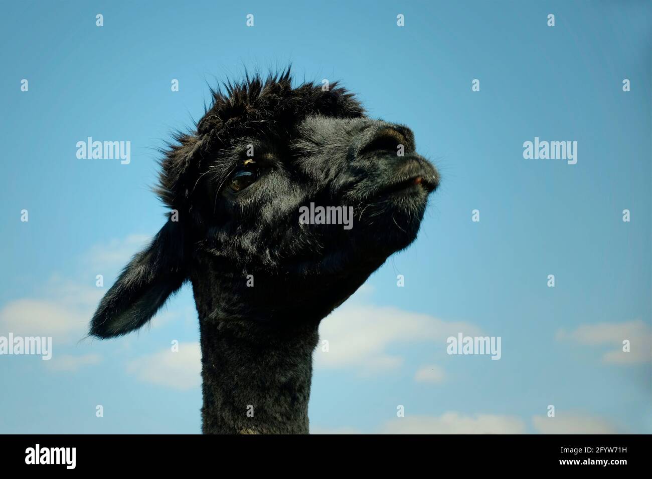 Alpaca black hi-res stock photography and images - Alamy