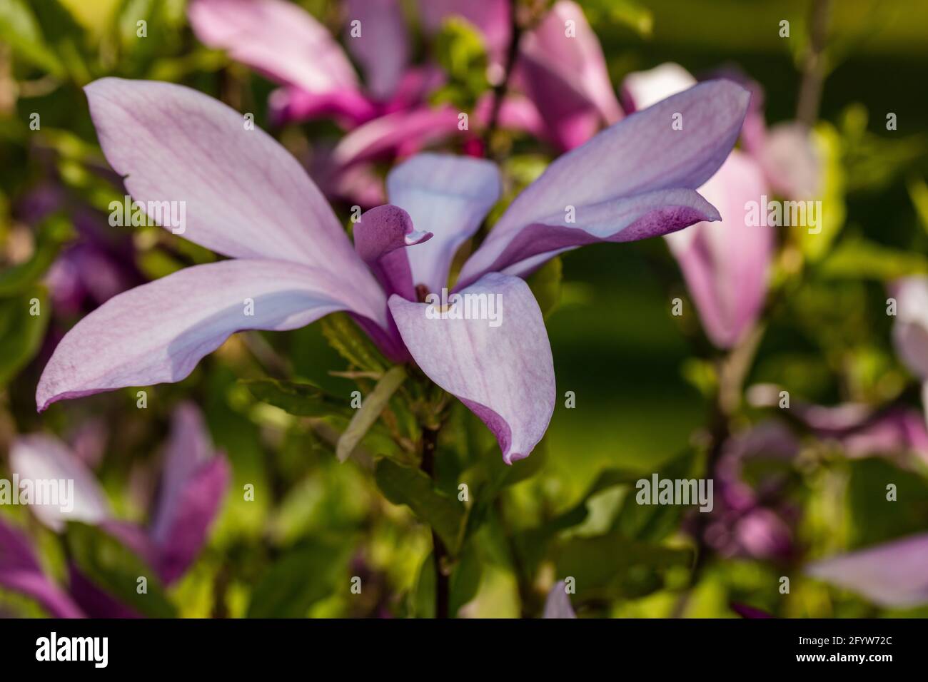 'Susan' Lily magnolia, Liljemagnolia (Magnolia liliiflora Stock Photo ...