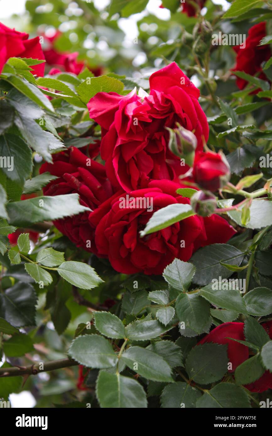 Beautiful red rose bush in garden. Rose flowers background Stock Photo ...