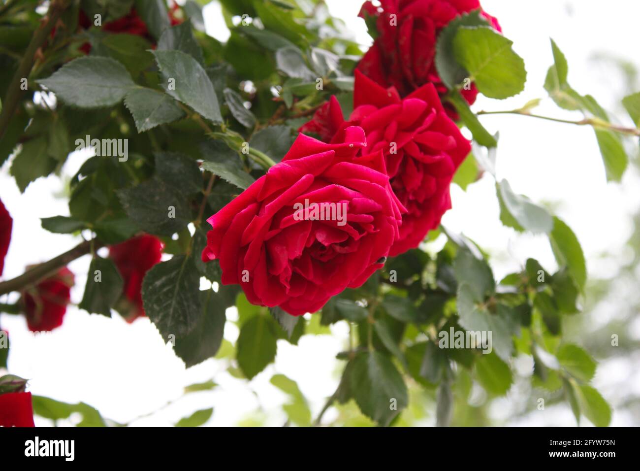 Beautiful red rose bush in garden. Rose flowers background Stock Photo ...