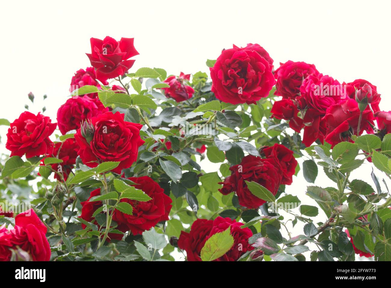 Beautiful red rose bush in garden. Rose flowers background Stock Photo ...