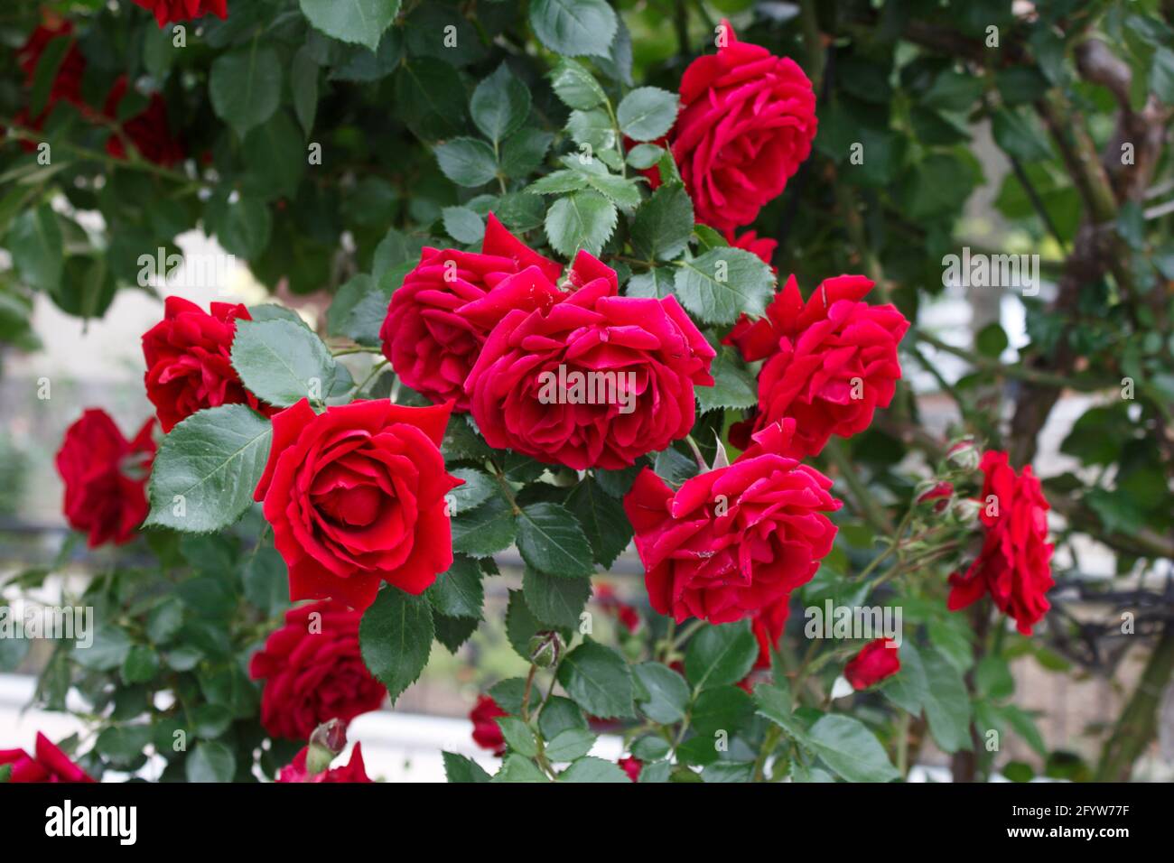 Beautiful red rose bush in garden. Rose flowers background Stock Photo ...