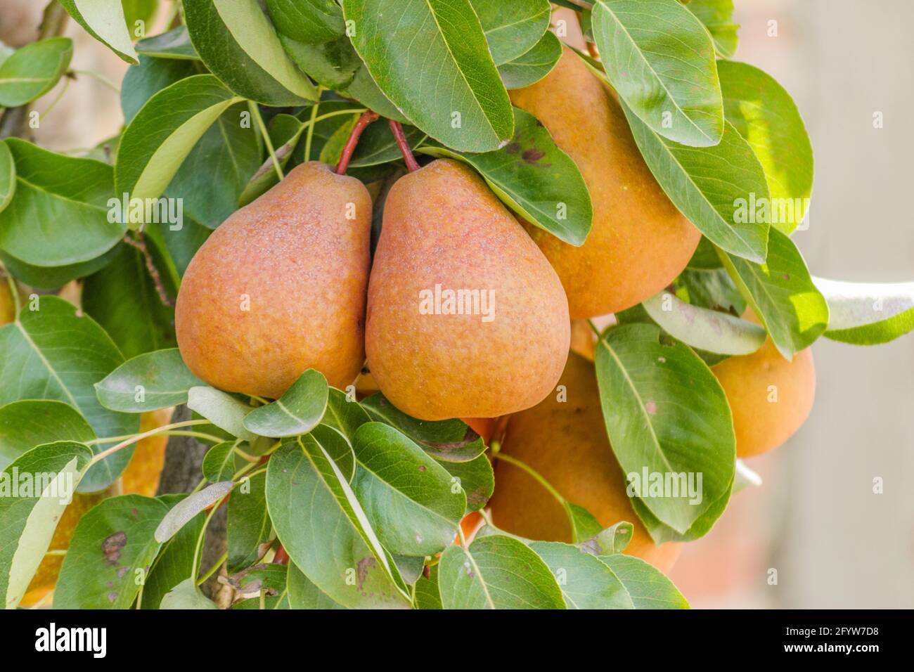 Pear tree season hi-res stock photography and images - Alamy