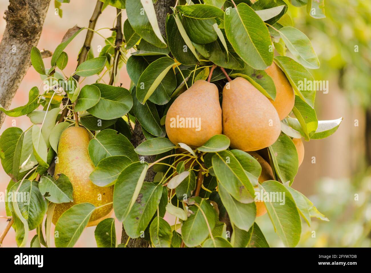 Pear tree season hi-res stock photography and images - Alamy