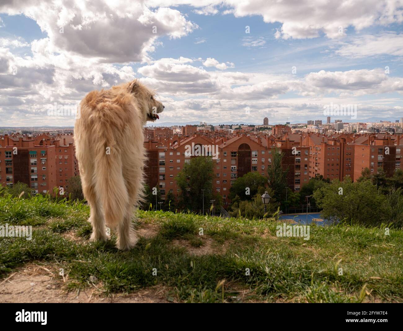 A white big and tall dog standing on the hill and looking at the city ...
