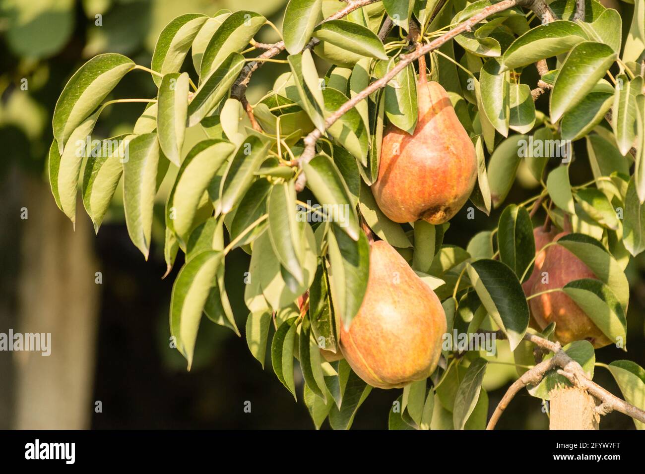 Pear harvest uk hi-res stock photography and images - Alamy
