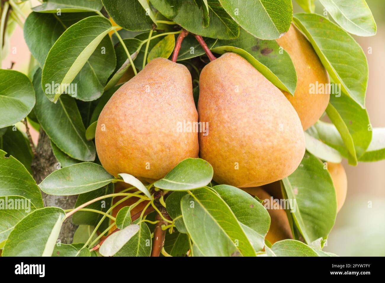 Pear tree season hi-res stock photography and images - Alamy